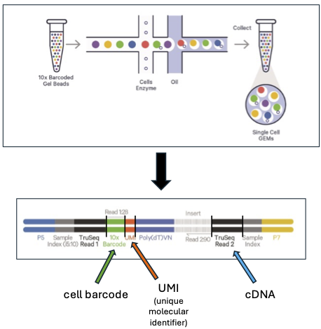 Harvard Informatics scRNA-seq workshop - Harvard FAS Informatics Group